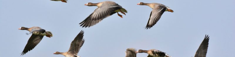 Swarm Intelligence | Innolytics